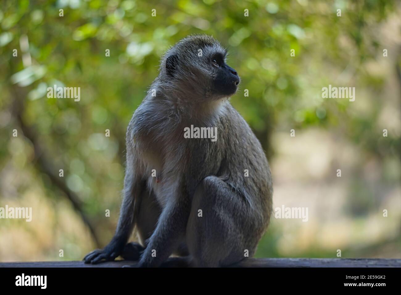 The vervet monkey (Chlorocebus pygerythrus) sits, staring into the ...