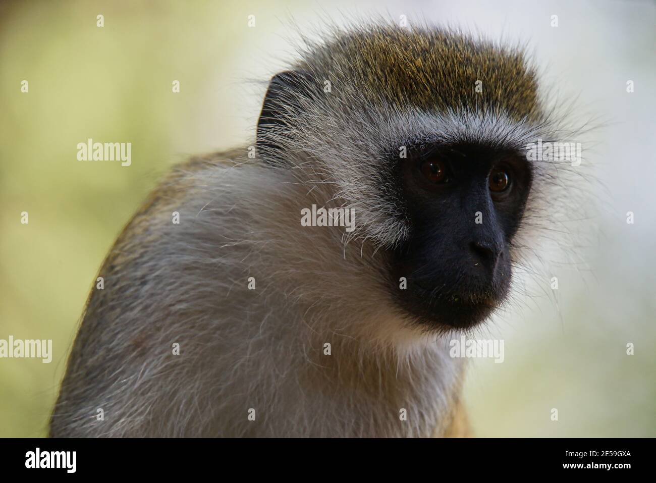 Monkey funny face hi-res stock photography and images - Alamy