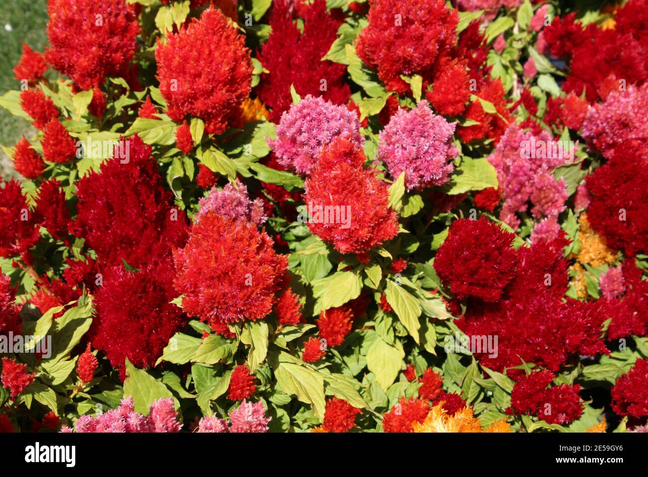 Exotic red flowering shrub Stock Photo - Alamy