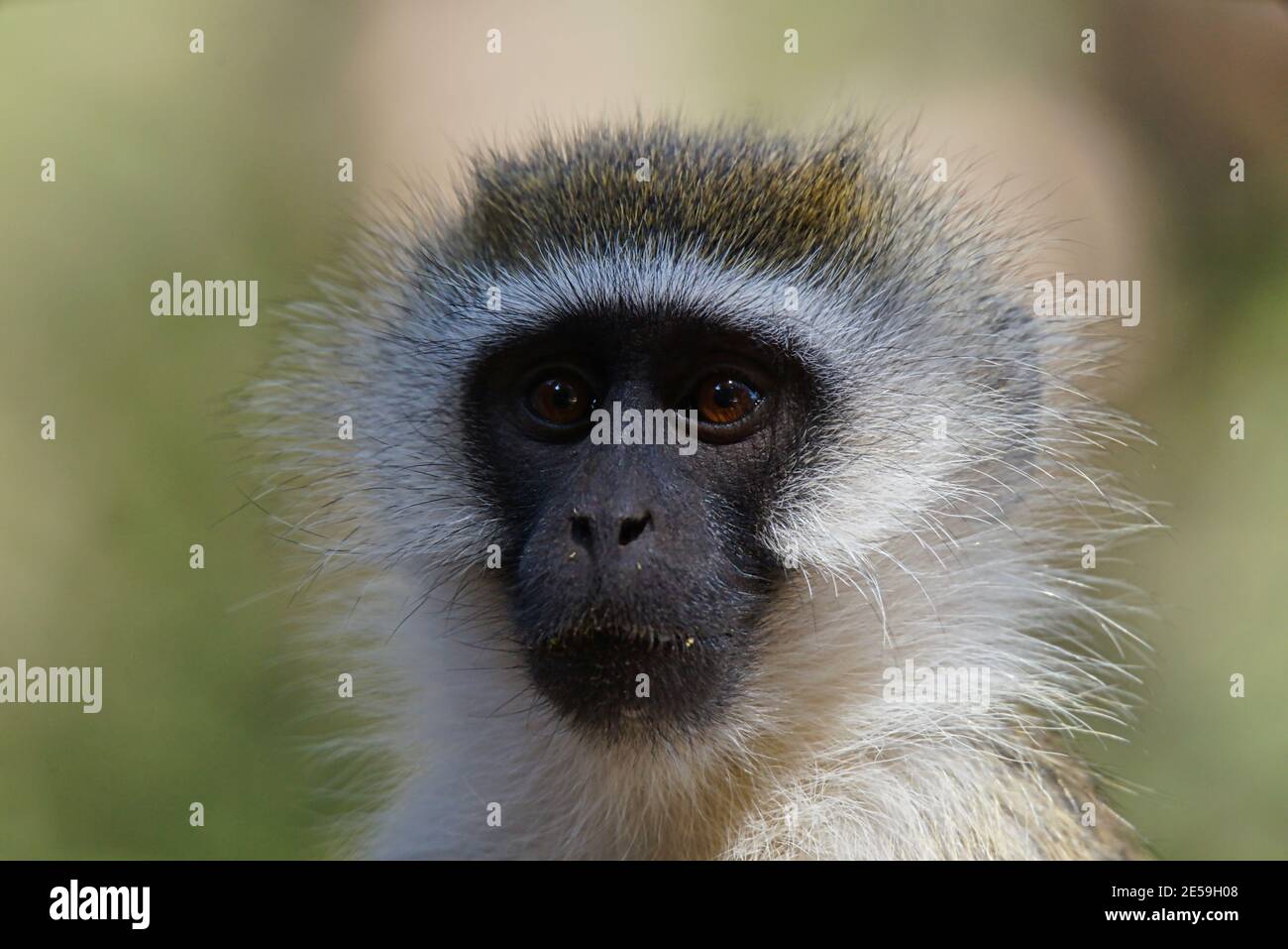 Monkey funny face hi-res stock photography and images - Alamy