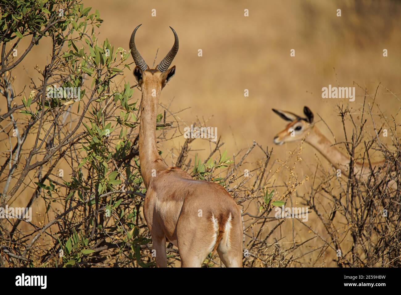 This male Gerenuk is eating tree leaves. Female Gerenuk looks at the ...