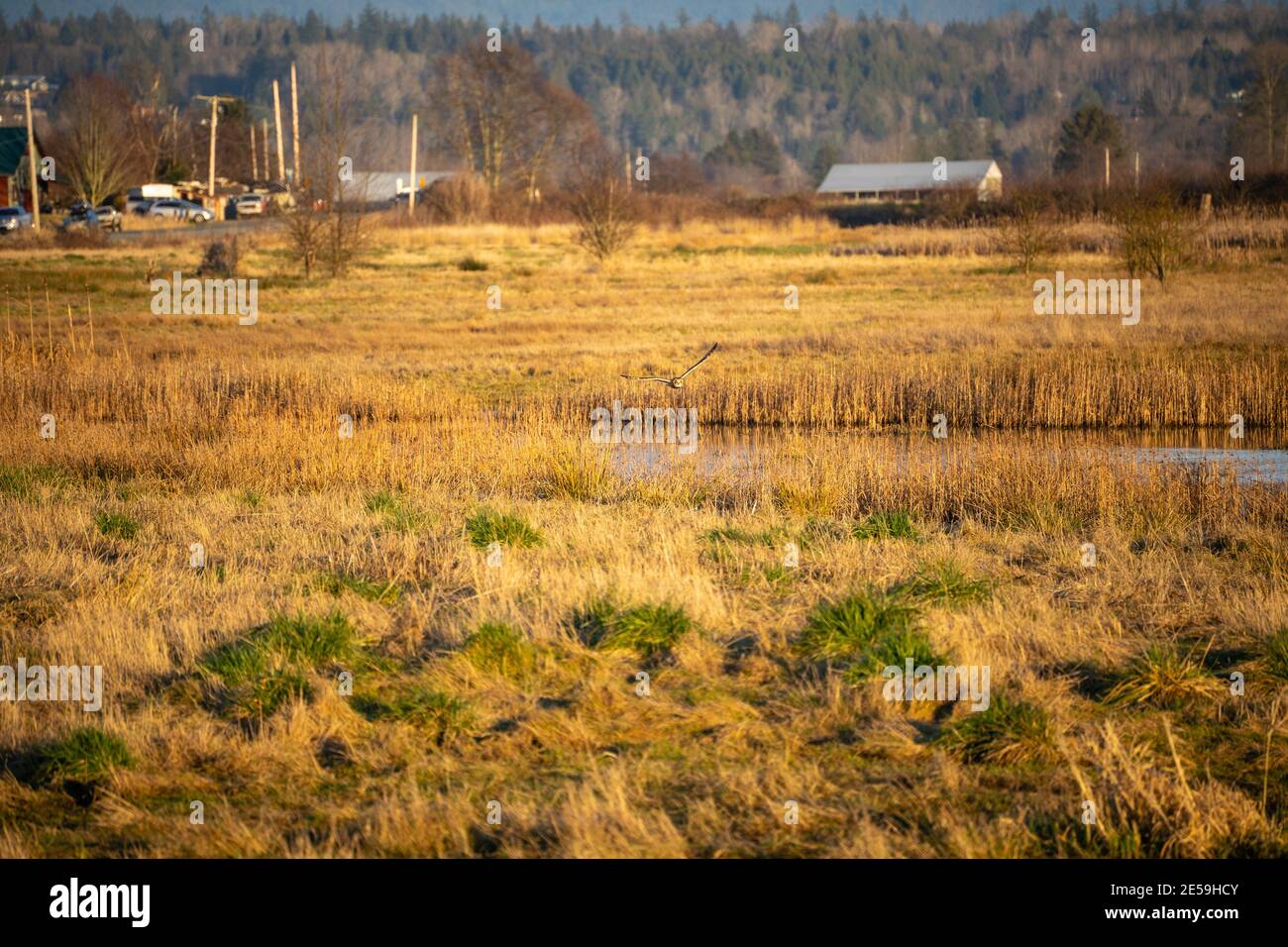 Short-eared owl (Asio flammeus) is a widespread grassland species in ...