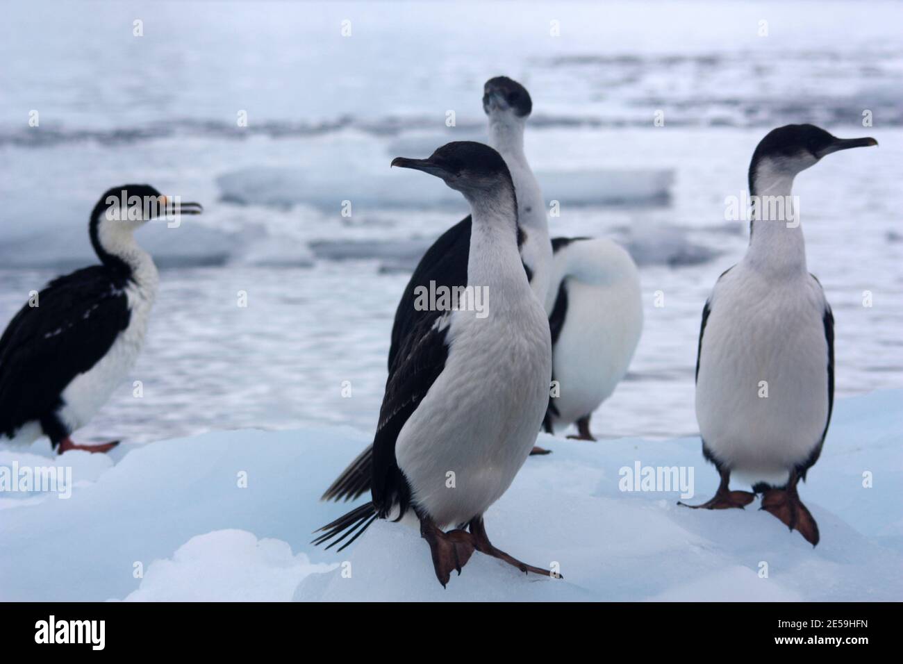 Blue eyed shag in arctic summer, Antarctica Stock Photo - Alamy
