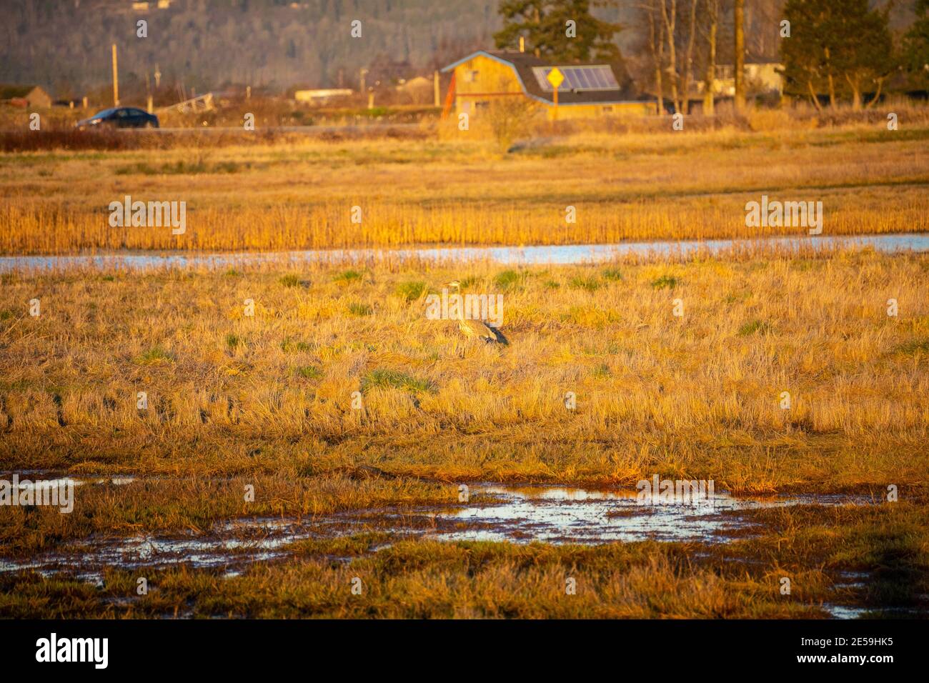 Great blue heron (Ardea herodias) is a large wading bird in the heron ...