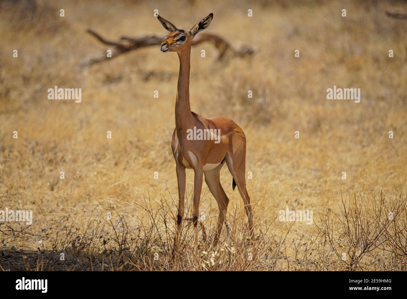 Female Gerenuk is standing on the grass. Its profile and full-body ...
