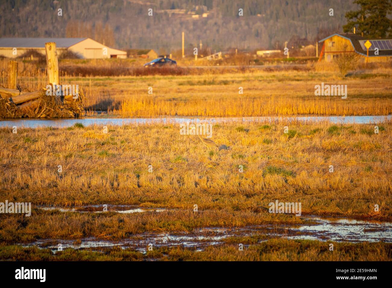 Great blue heron (Ardea herodias) is a large wading bird in the heron ...