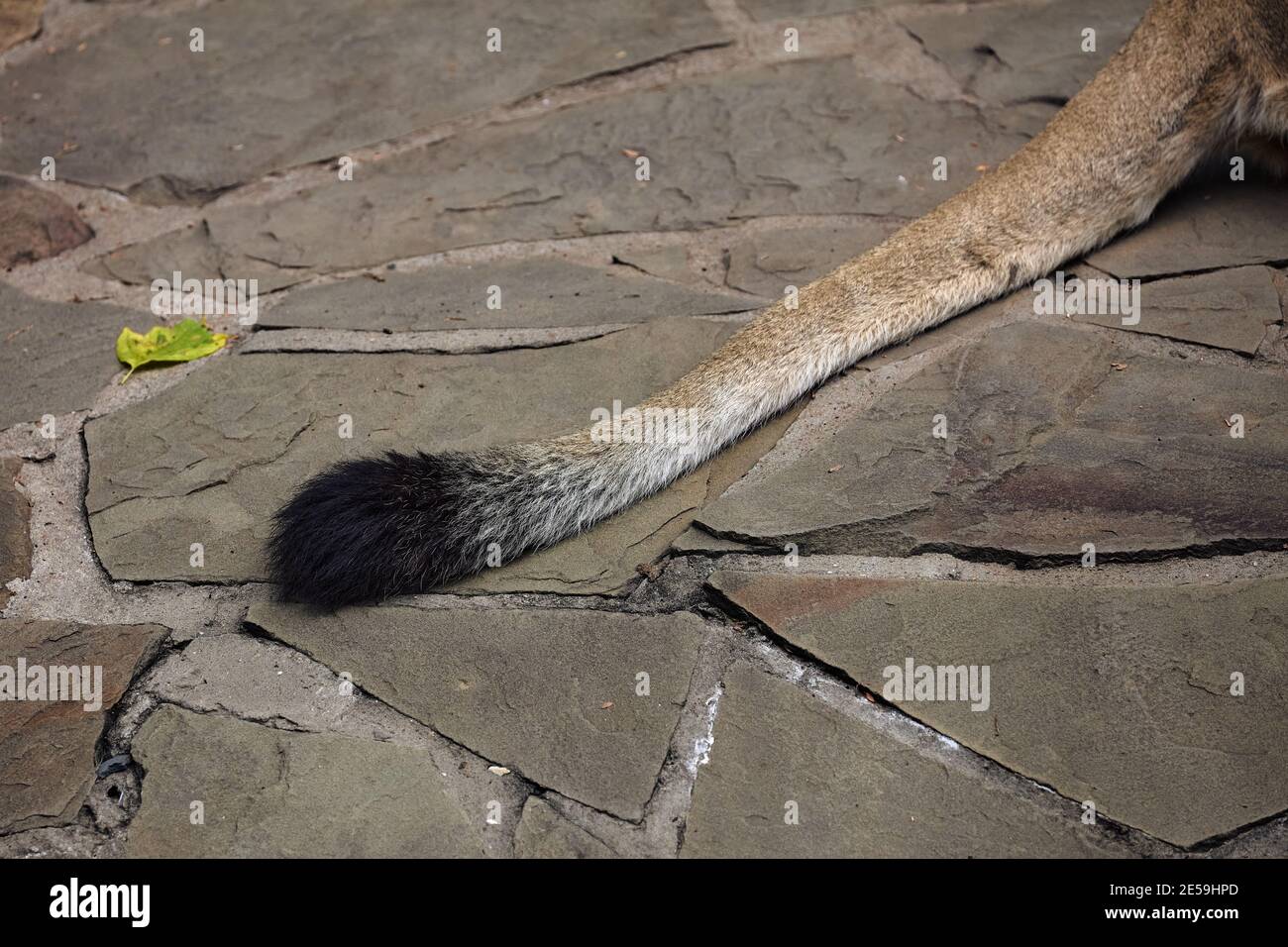 lioness tail close-up. The tail of a beautiful cat Stock Photo - Alamy
