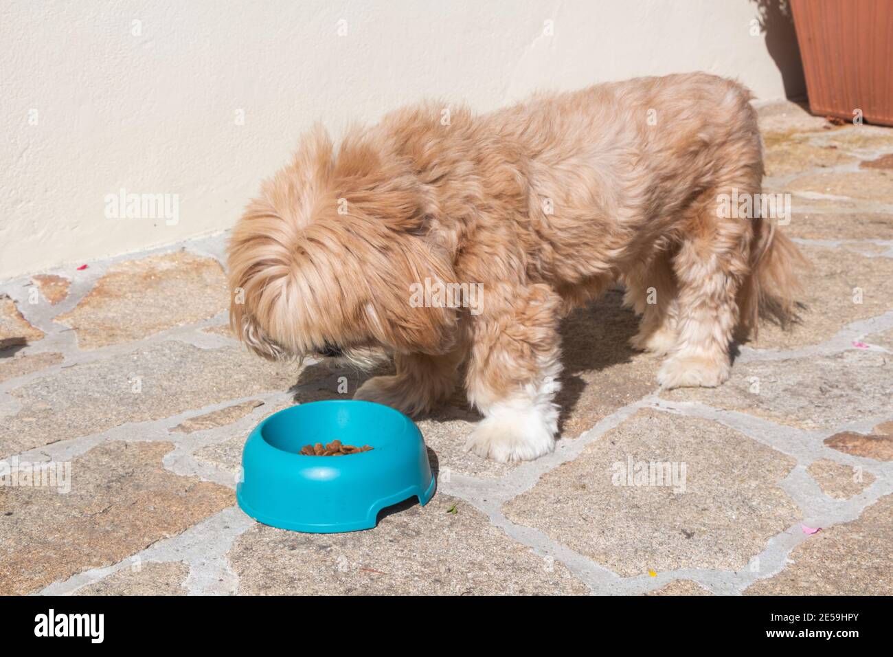 Dog looking at his food in a dog bowl Stock Photo - Alamy