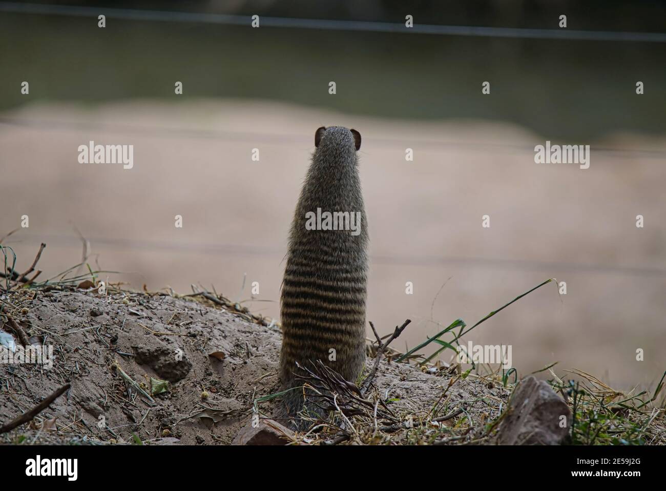 African Dwarf Mongoose standing on two legs. Gazing at the lake. Large ...