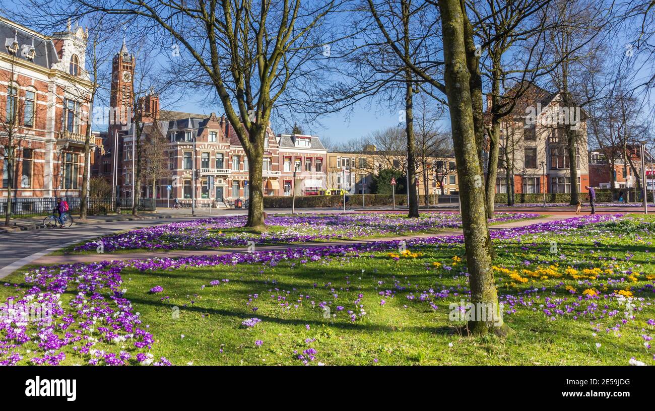 Park with crocuses in the historic city Groningen, Netherlands Stock ...