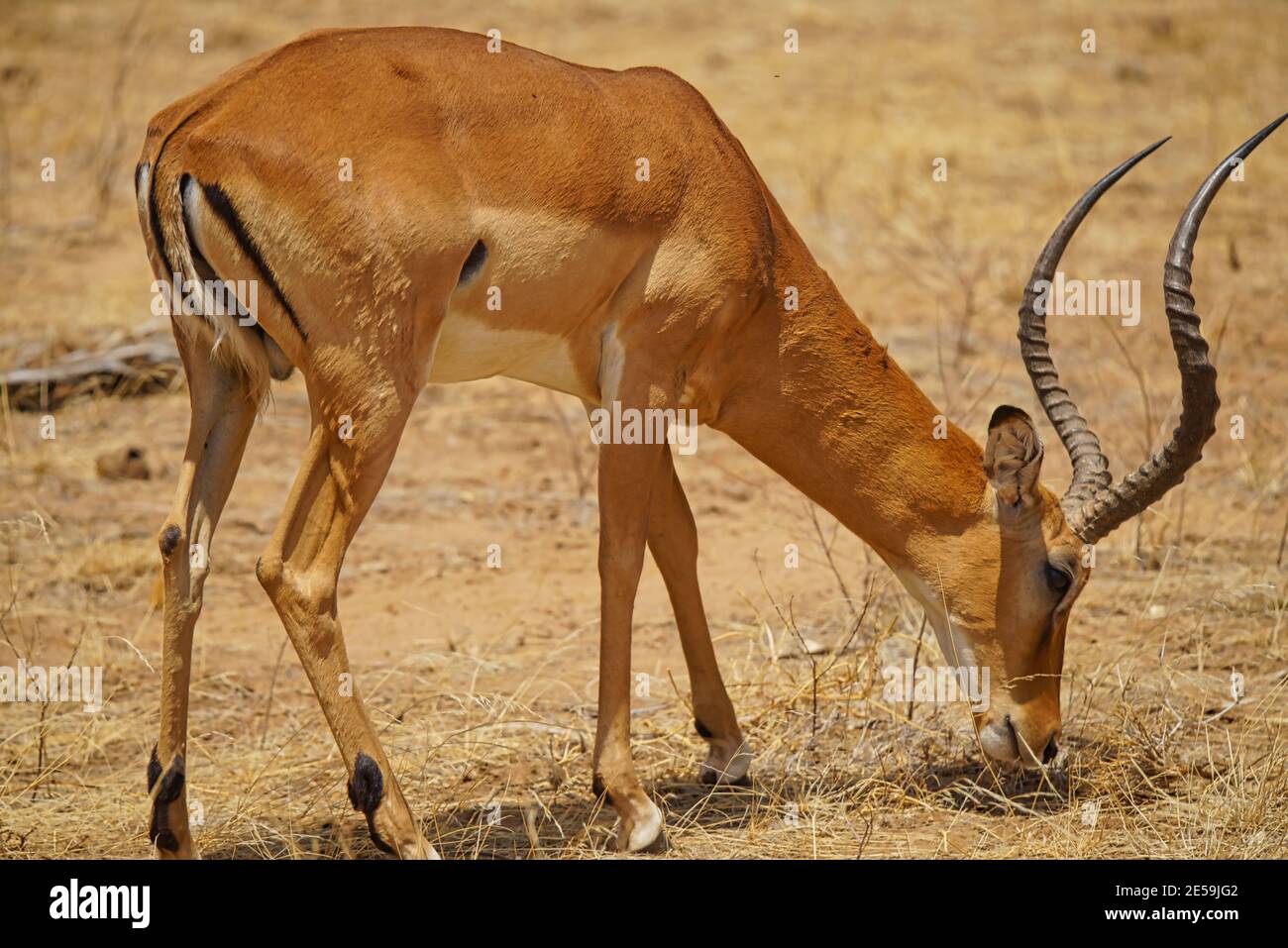 African Impala