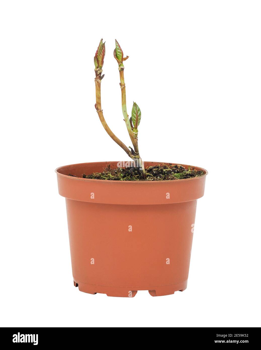 Small domestic tree isolated over white Stock Photo - Alamy