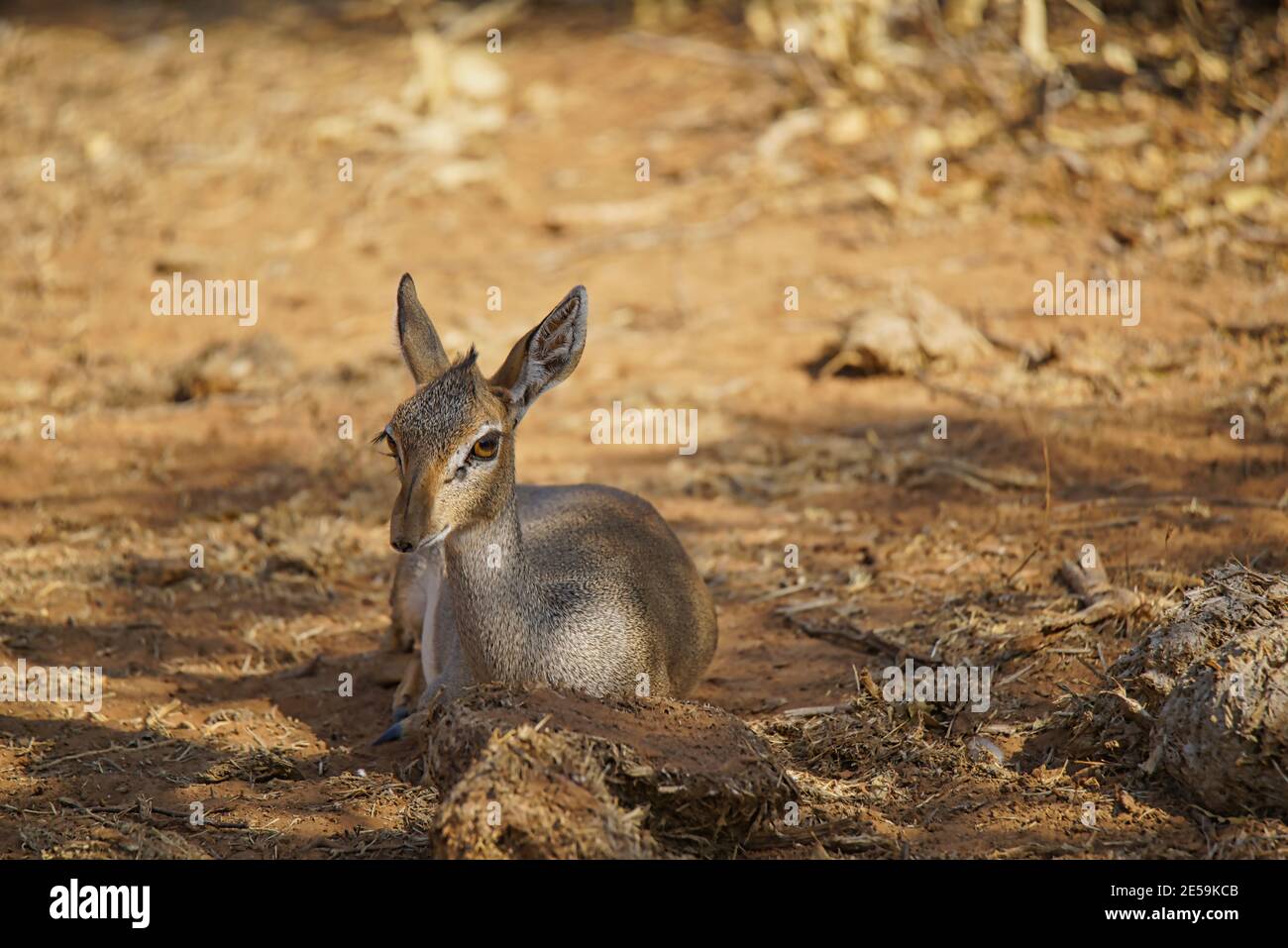 Desert animal shade hi-res stock photography and images - Alamy