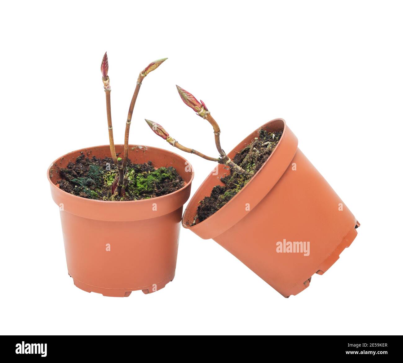 Small domestic tree isolated over white Stock Photo - Alamy