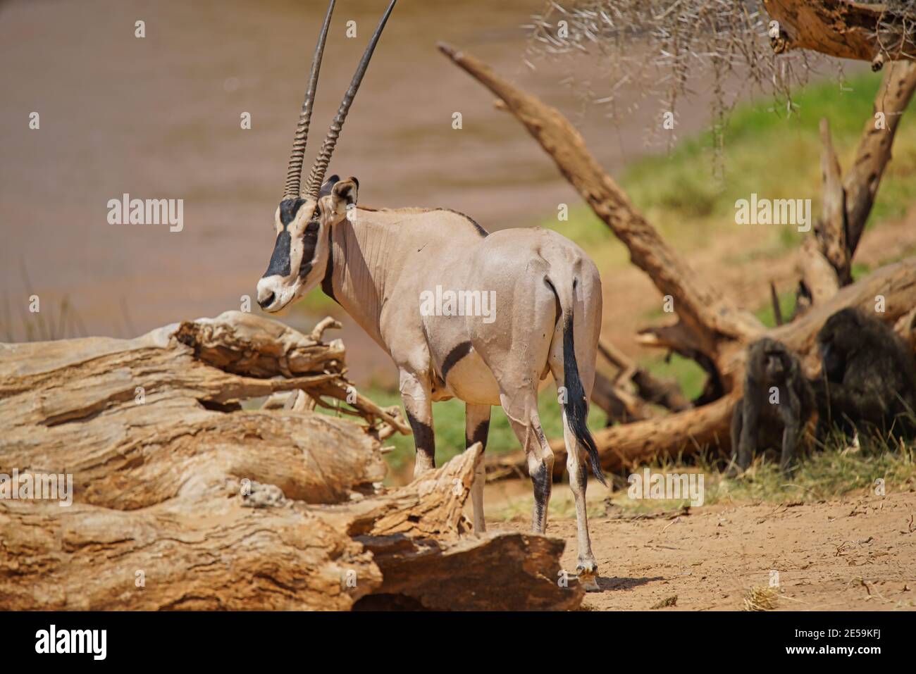 Buck behind a tree hi-res stock photography and images - Alamy