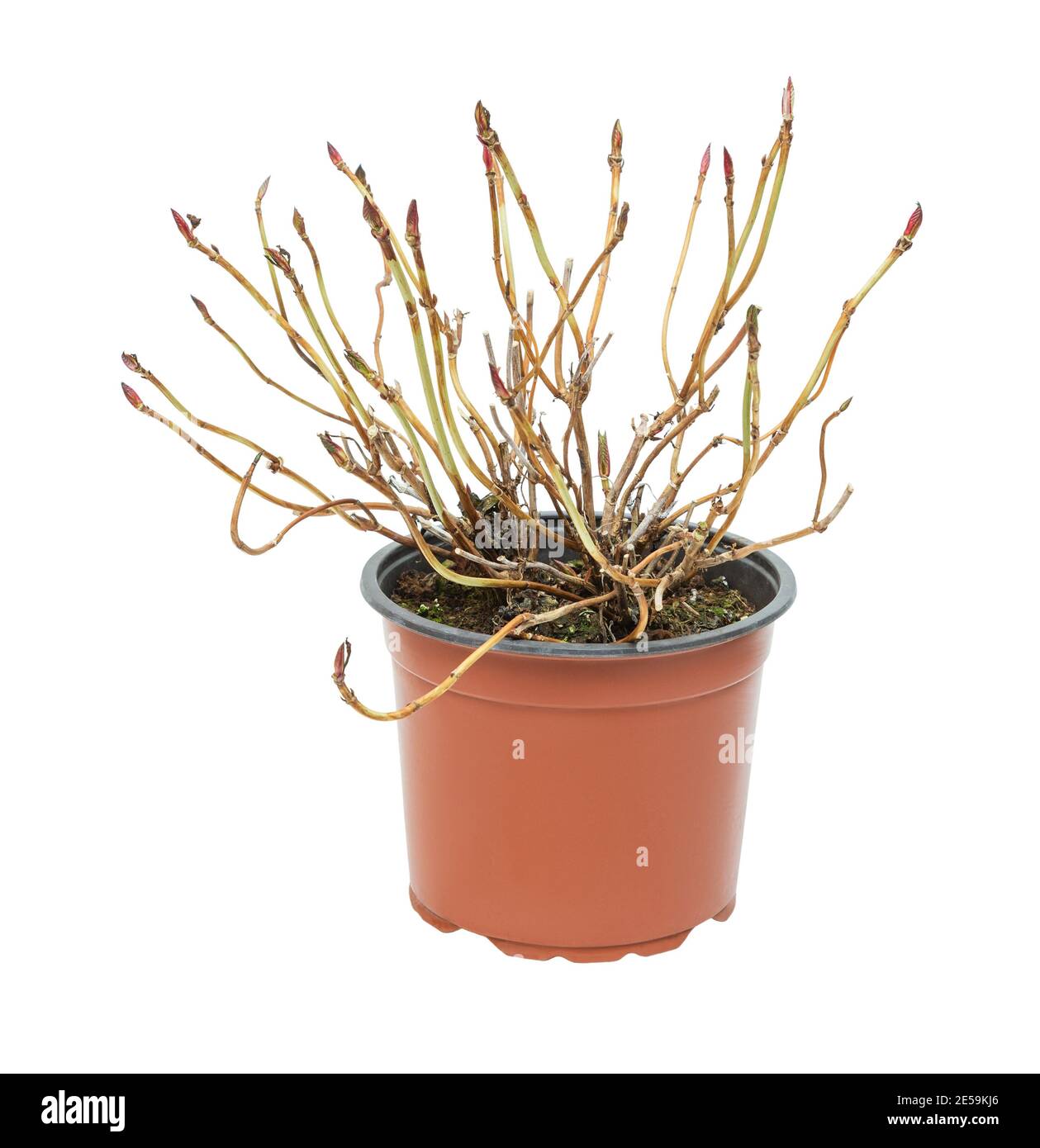 Small domestic tree isolated over white Stock Photo - Alamy