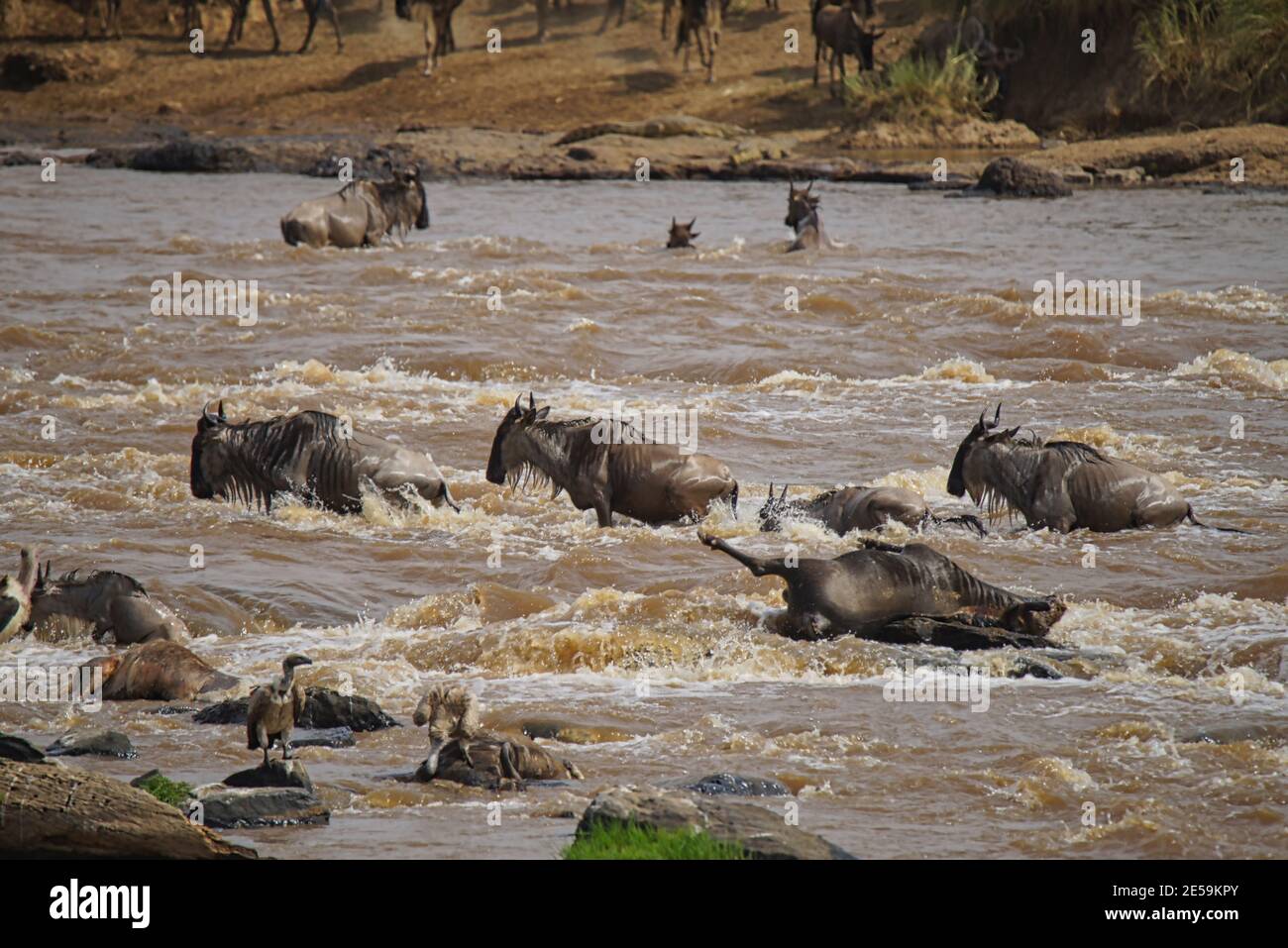 Many African Wildebeests (Gnu) migrate. They cross the Mara river. some ...