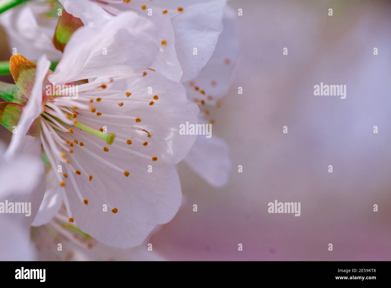 Beautiful nature scene with blooming tree and sun flare. Sunny day ...