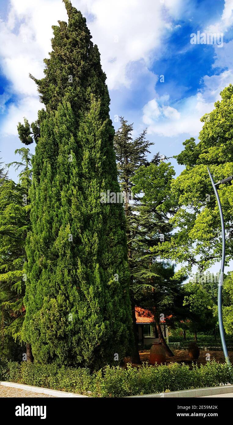 single pine tree by the garden field with clouded blue sky Stock Photo ...