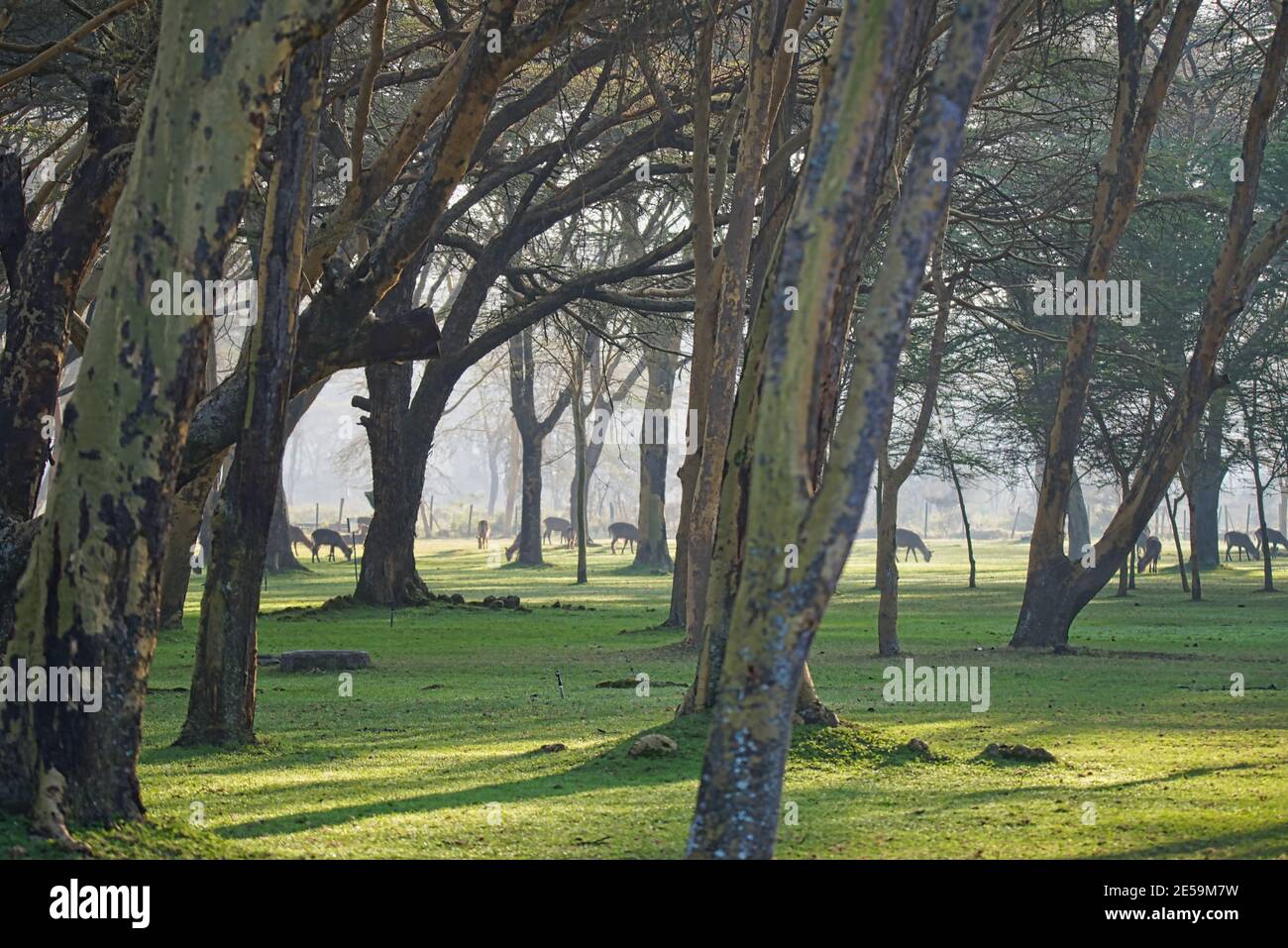 Some animals are grazing among the trees. Green grass and tree trunks ...