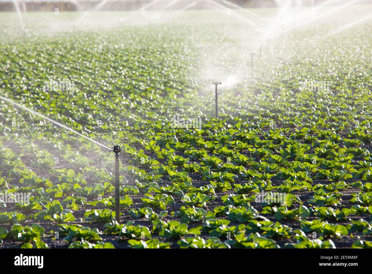 irrigation of vegetables. Green cabbage field Stock Photo - Alamy