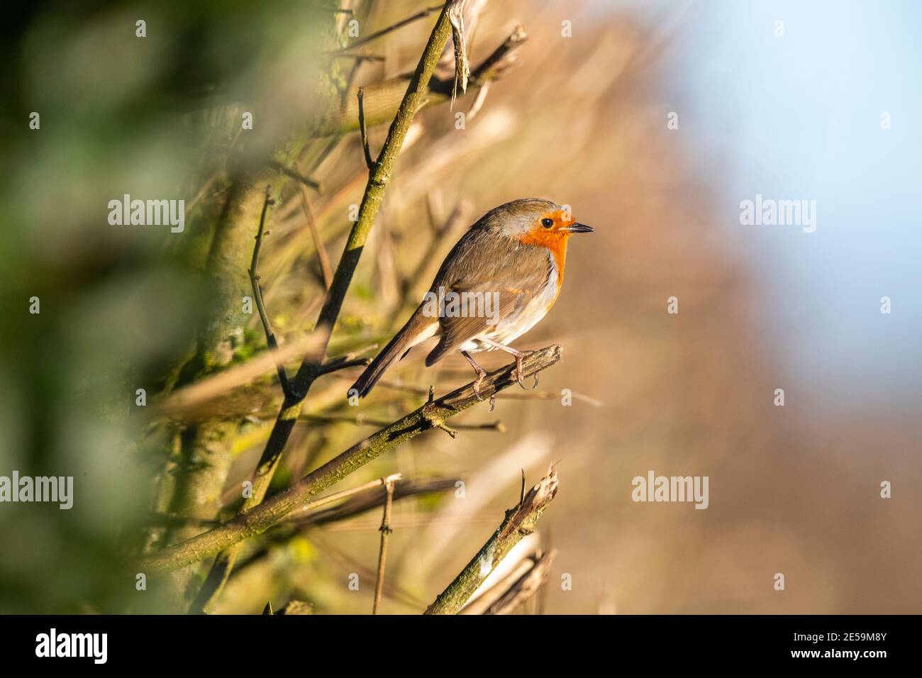 Robin redbreast rose hi-res stock photography and images - Alamy