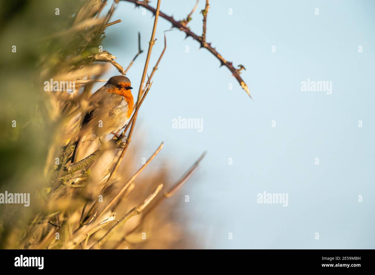 Territorial victorian hi-res stock photography and images - Alamy