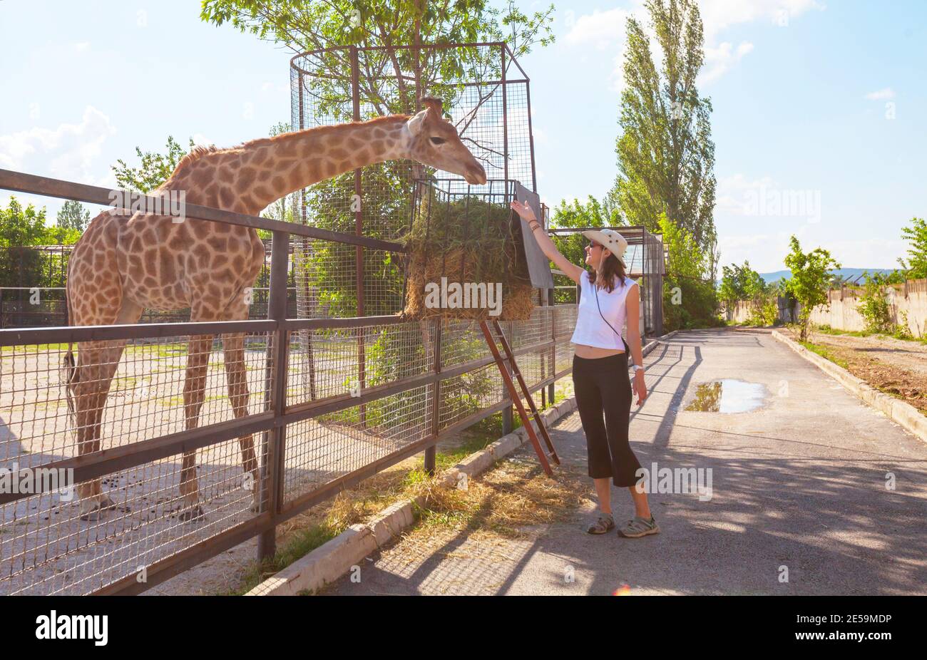 Young woman near giraffe in Zoo Stock Photo - Alamy