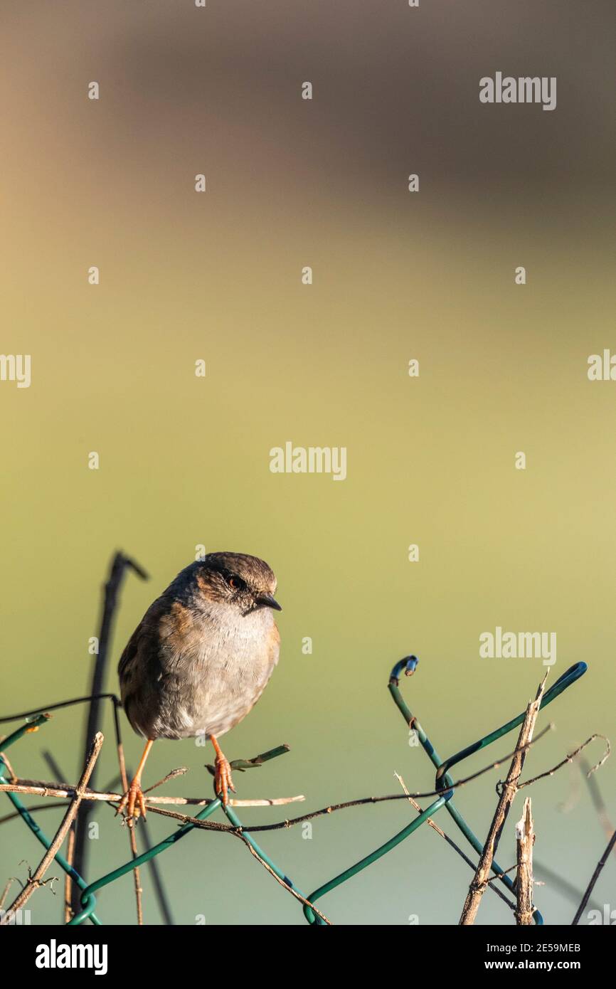 Brown gardener bird hi-res stock photography and images - Alamy