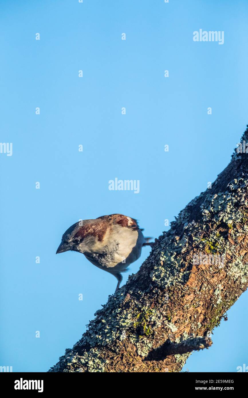 Birds: The Common House sparrow. Nesting together in colonies these ...