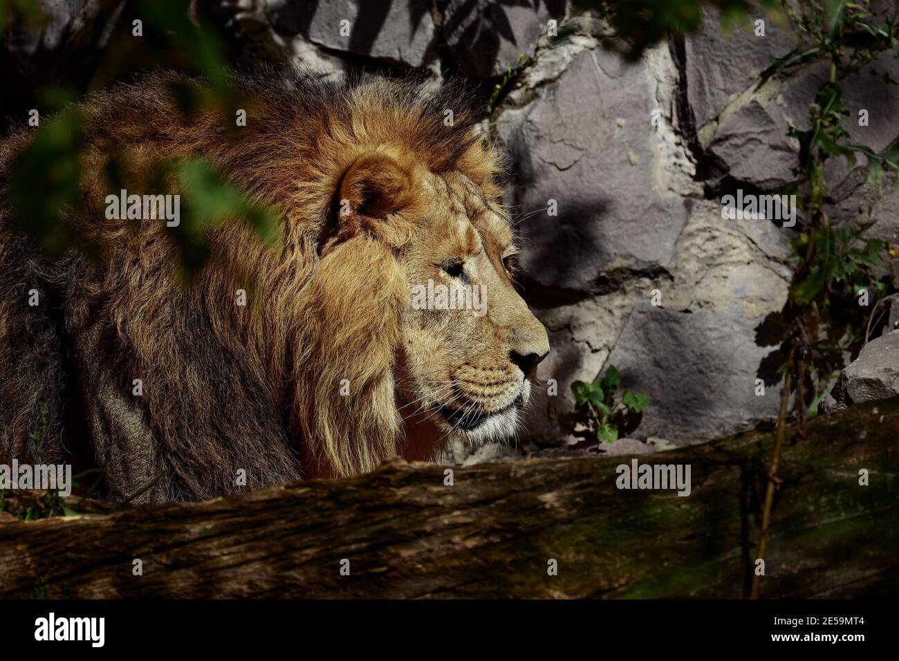 Sad lion hi-res stock photography and images - Alamy