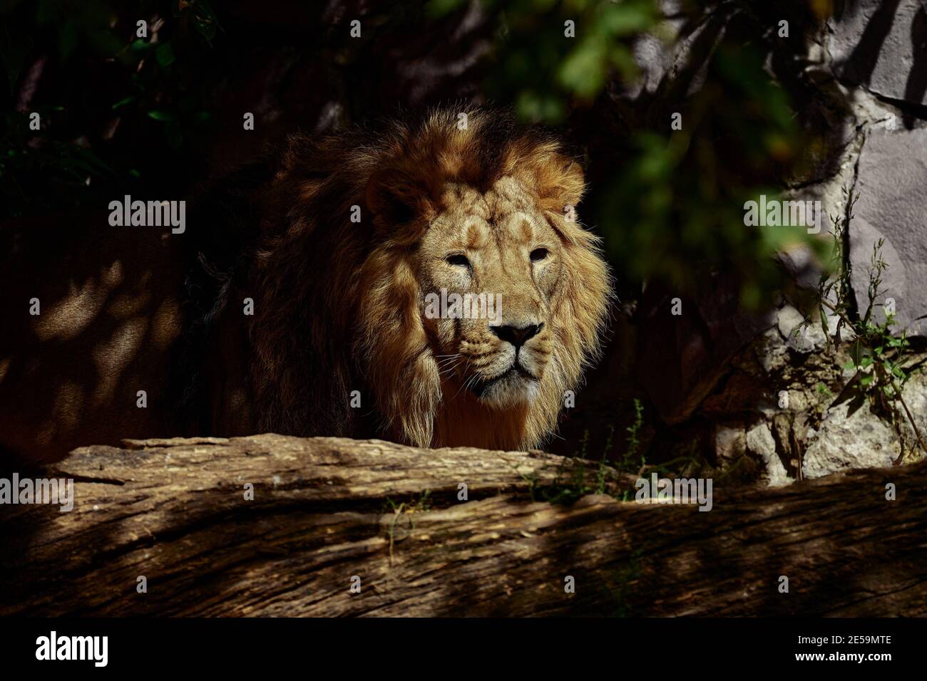 Sad lion in the zoo, Portrait of a lion in captivity Stock Photo - Alamy