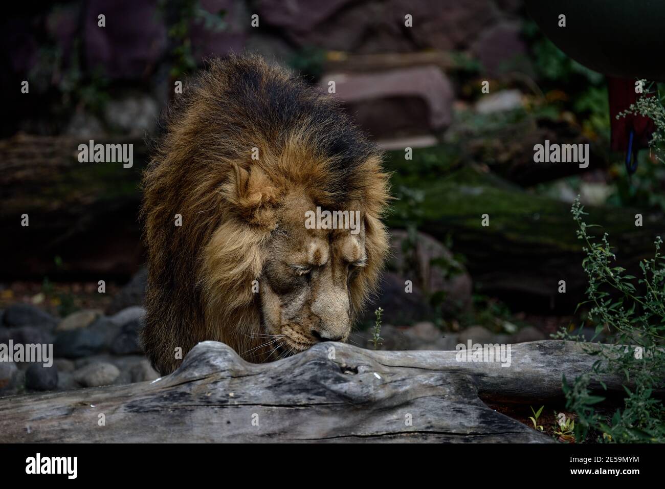 Sad looking male lion hi-res stock photography and images - Alamy