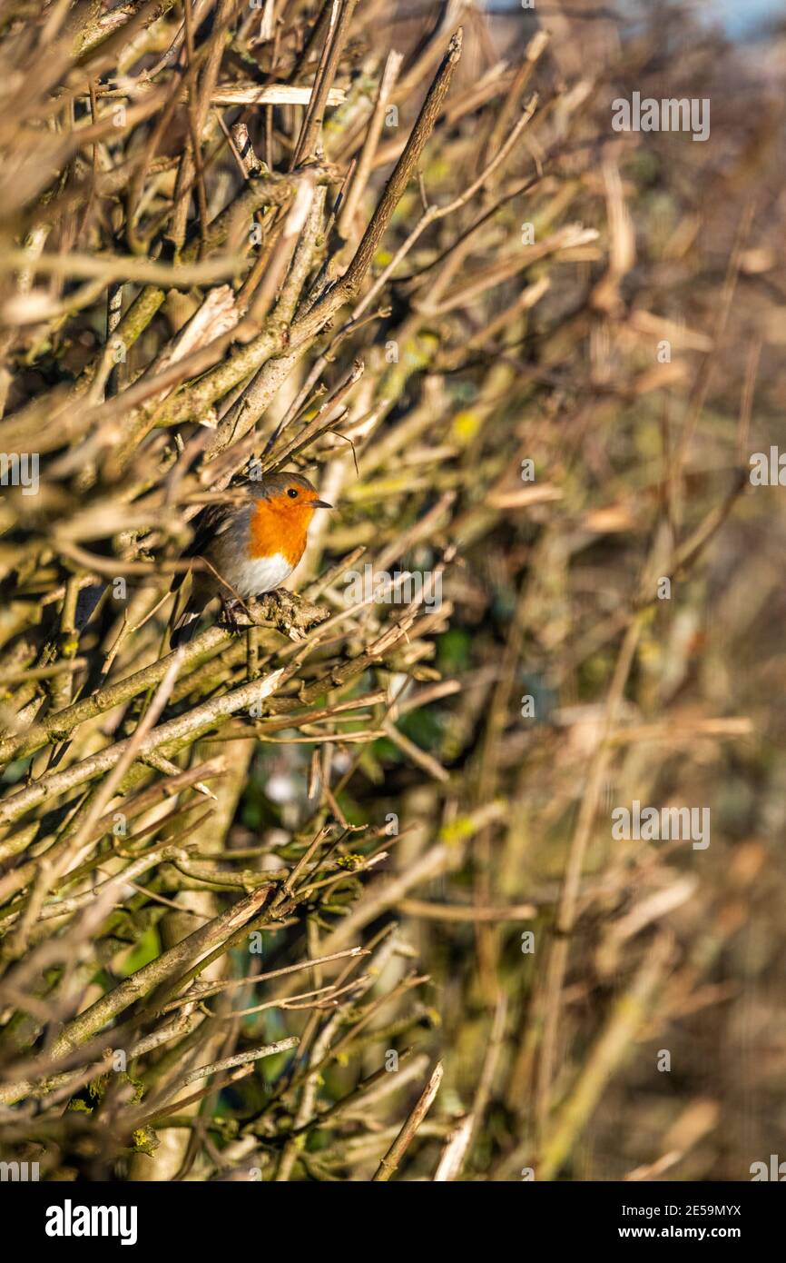Territorial victorian hi-res stock photography and images - Alamy