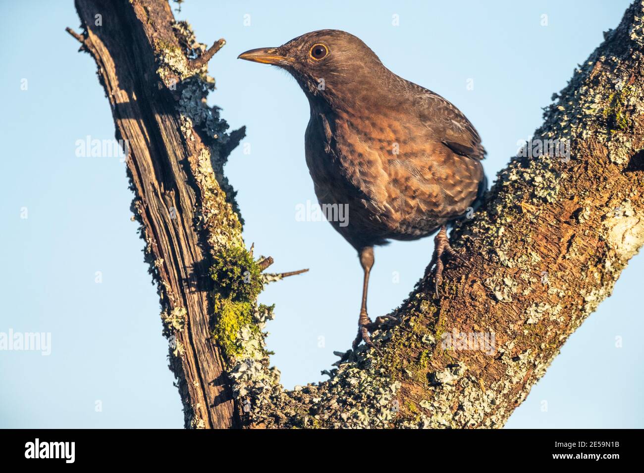 Adapting shape hi-res stock photography and images - Alamy