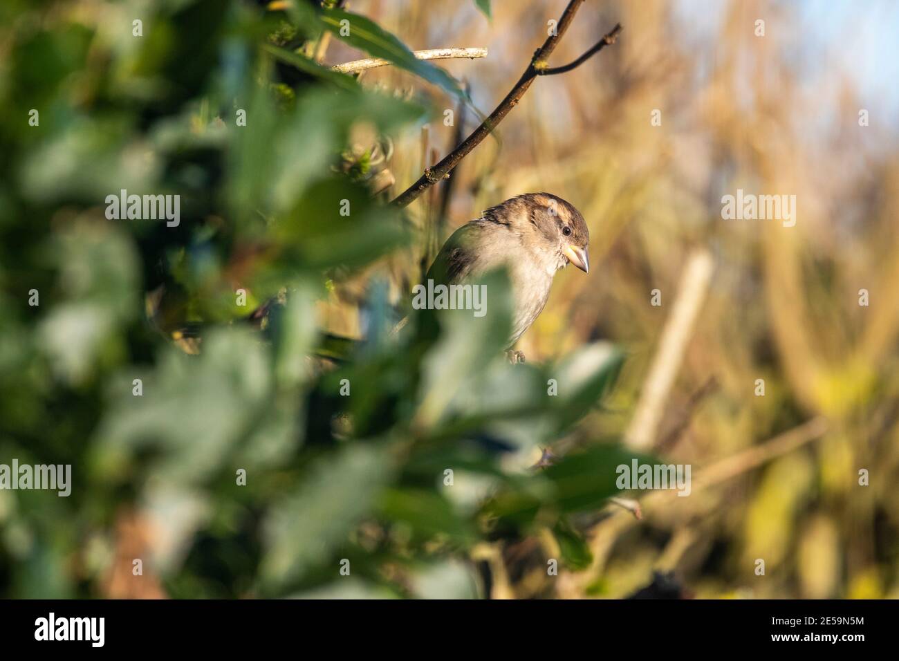Birds: The Common House sparrow. Nesting together in colonies these ...