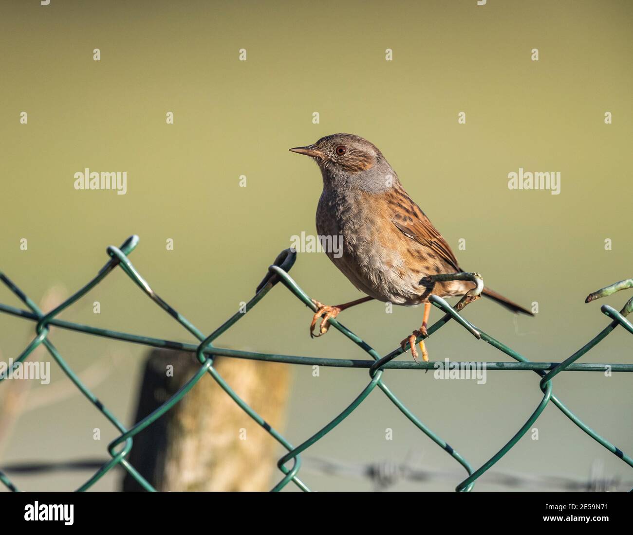 Brown gardener bird hi-res stock photography and images - Alamy