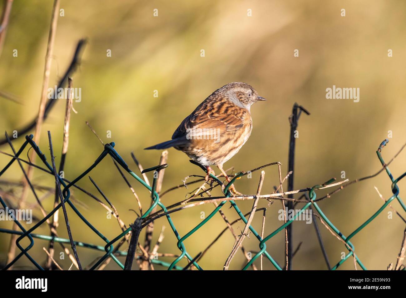 Accentor Family High Resolution Stock Photography and Images - Alamy