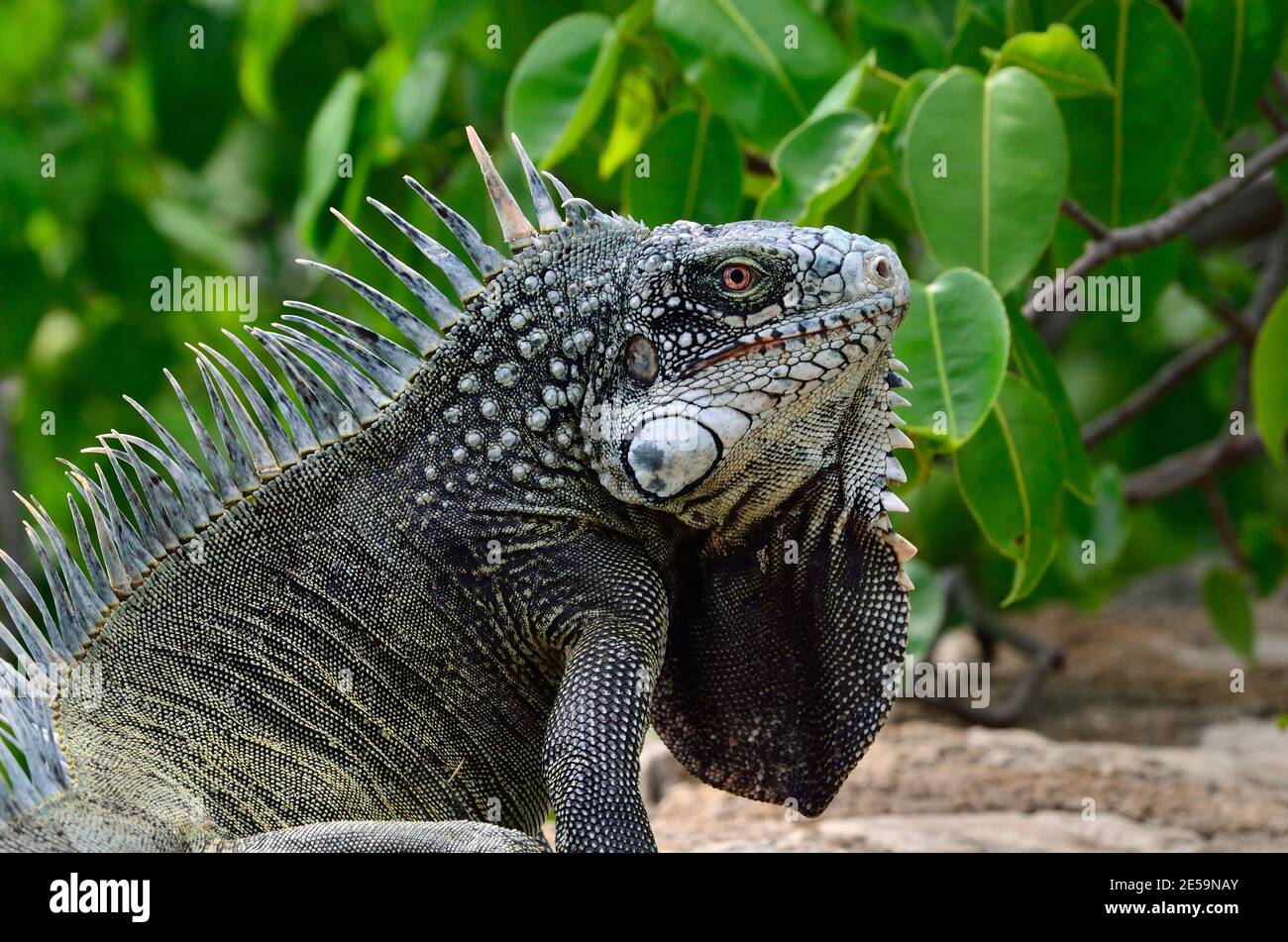 Iguana iguana, green iguana, Grüner Leguan Stock Photo - Alamy