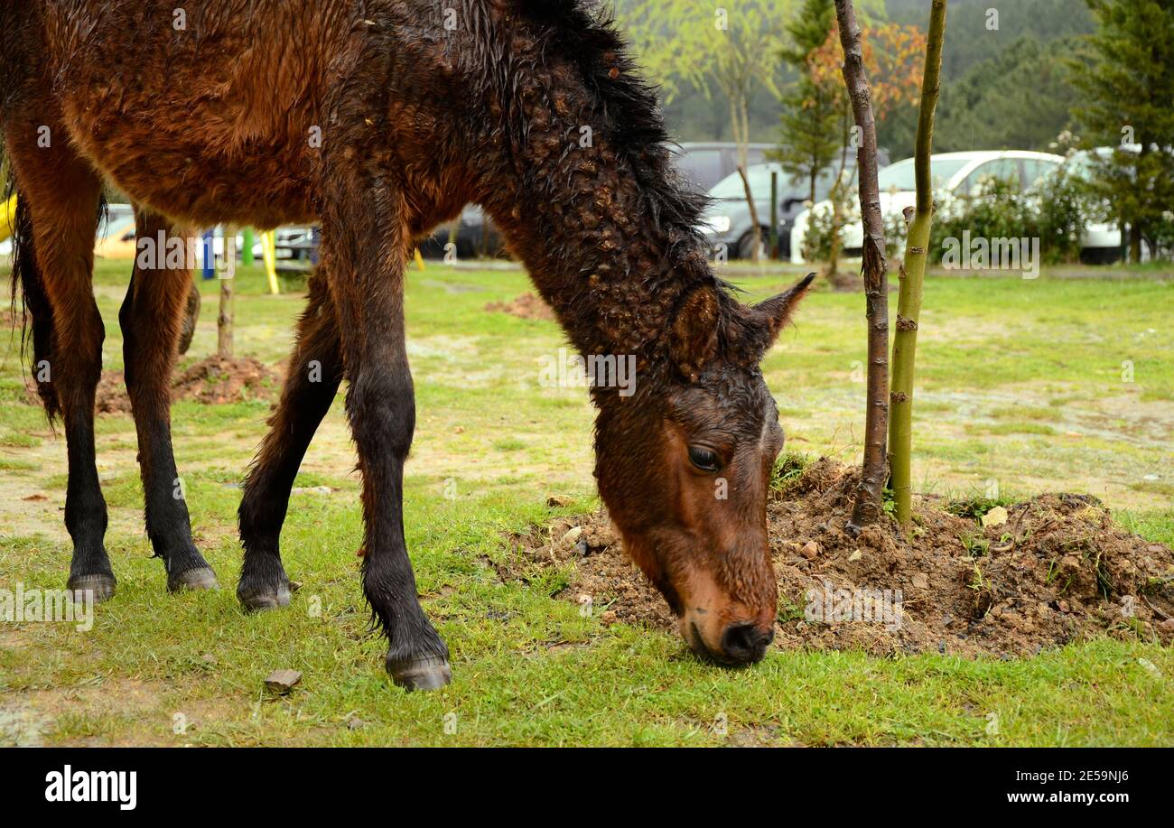 Farm animals in bad weather hi-res stock photography and images - Alamy