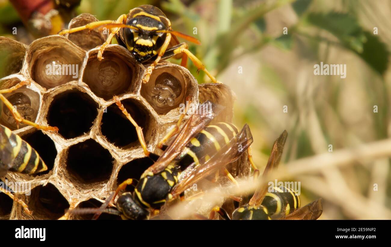 Vespula vulgaris queen nest hi-res stock photography and images - Alamy