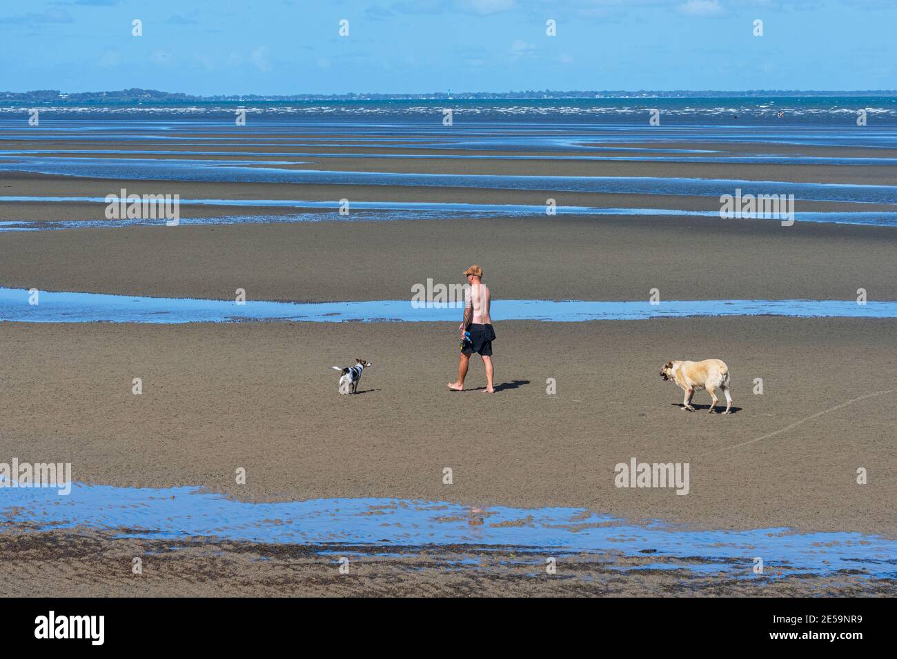 Two dogs on the beach hi-res stock photography and images - Alamy