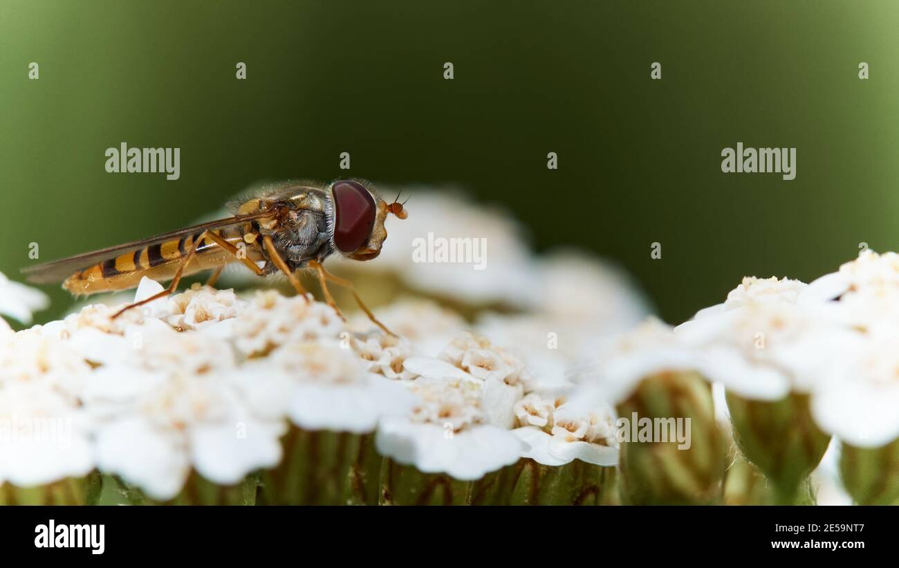 Episyrphus balteatus white background hi-res stock photography and ...