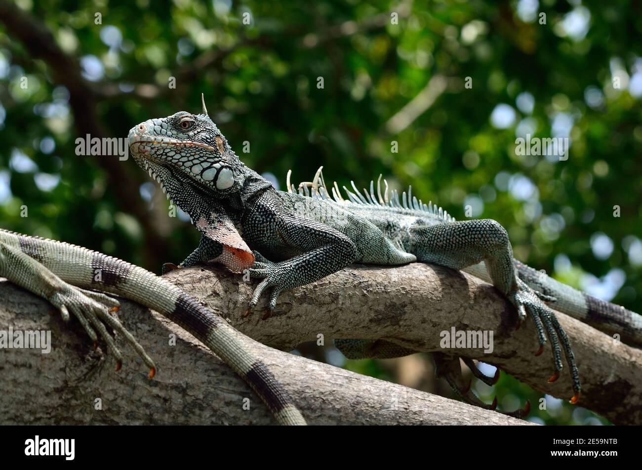 Green leguane hi-res stock photography and images - Alamy