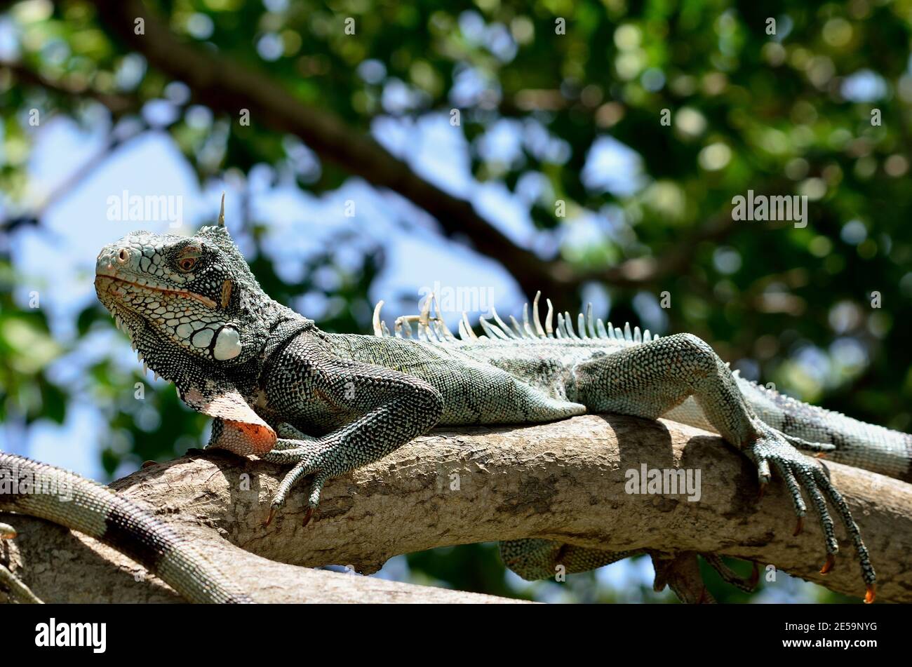 Iguana iguana, green iguana, Grüner Leguan Stock Photo - Alamy