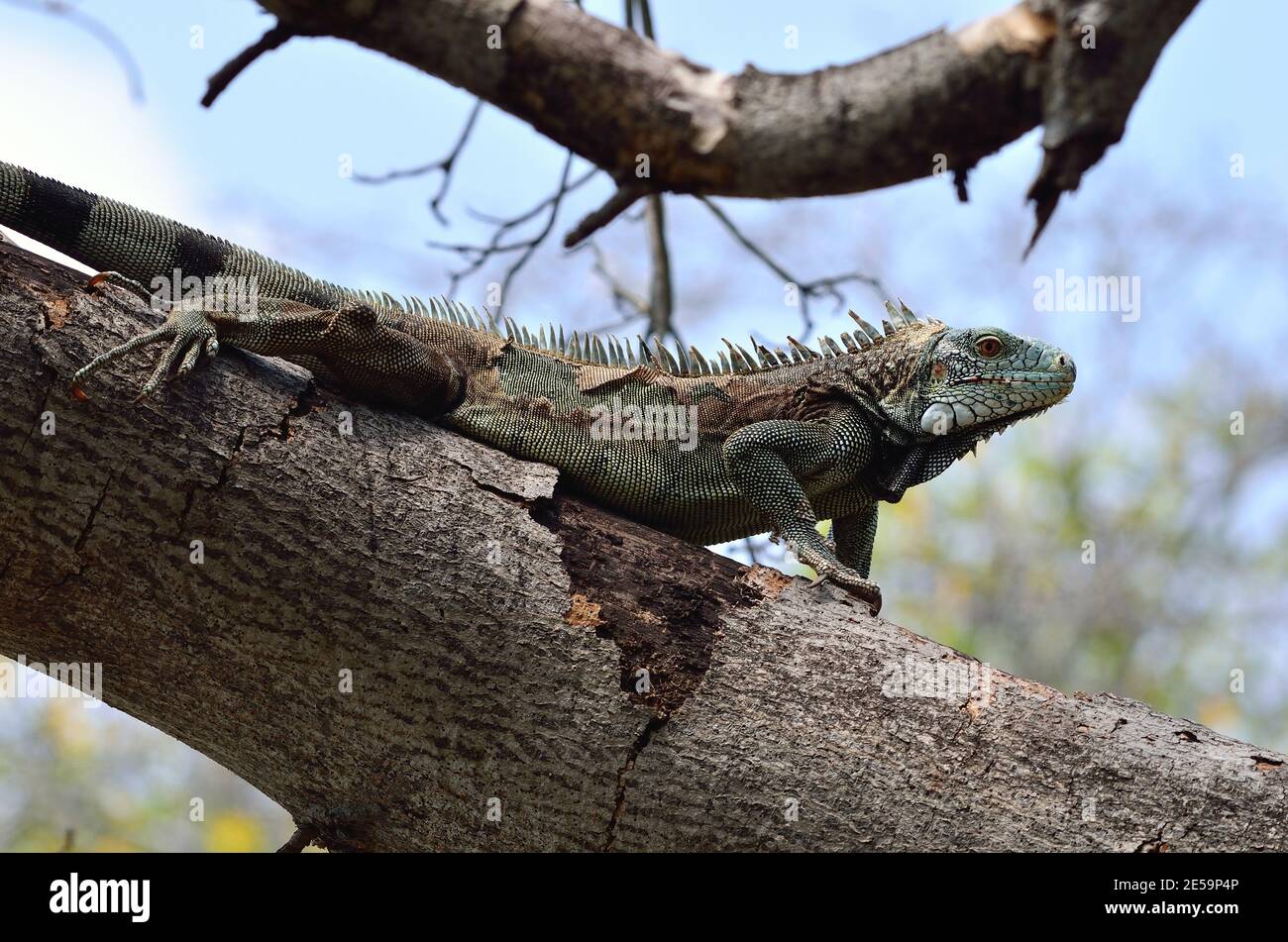 Green leguane hi-res stock photography and images - Alamy