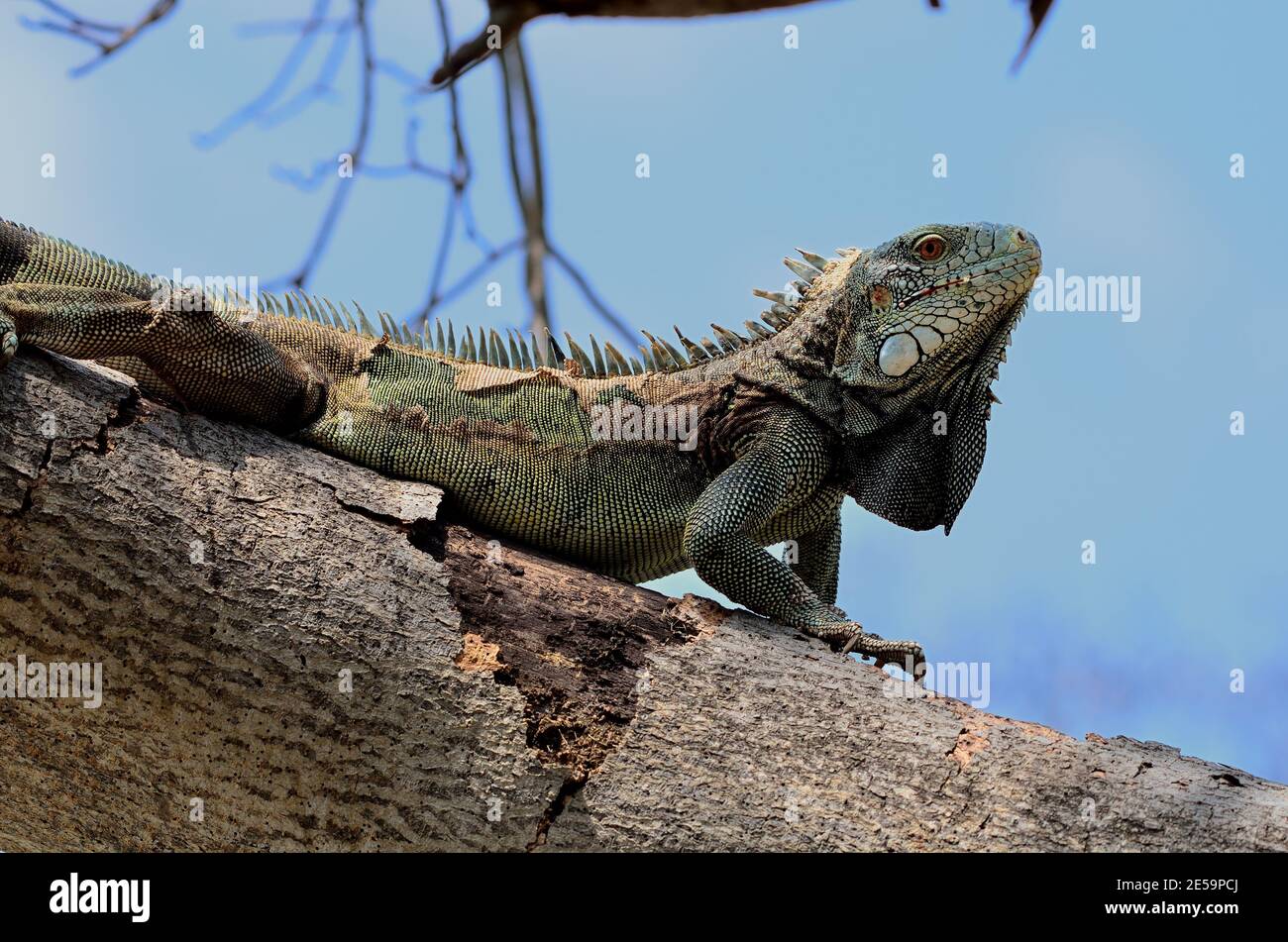 Leguane lizard hi-res stock photography and images - Alamy