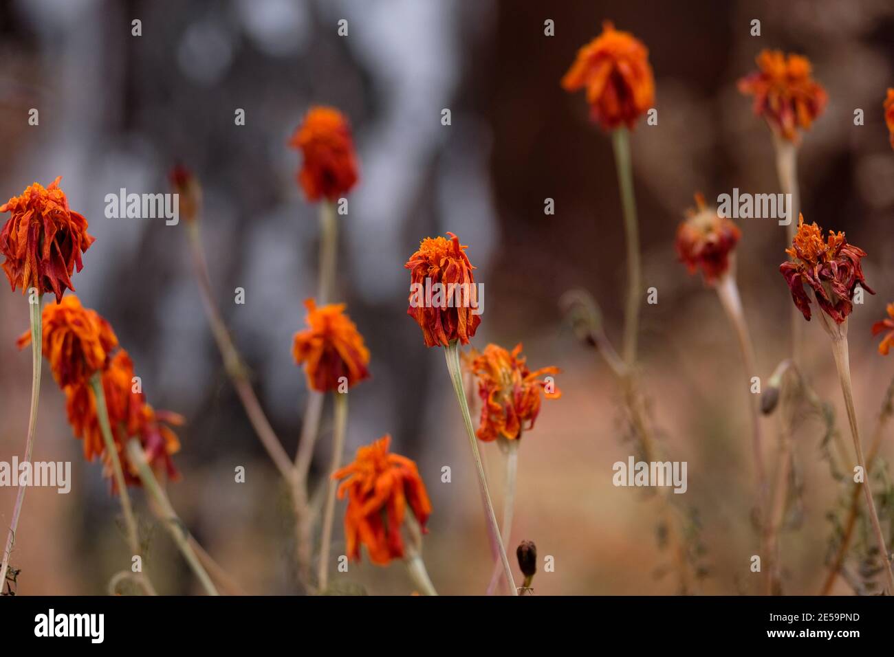Dry marigolds. Several Tagetes with slender stems and orange wilted ...
