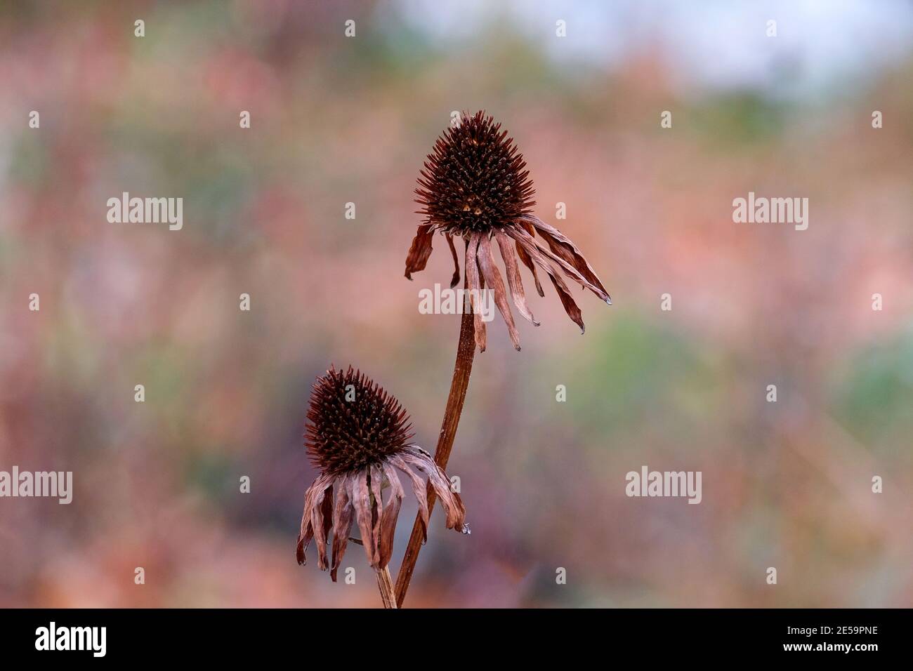 Echinacea seed hi-res stock photography and images - Alamy