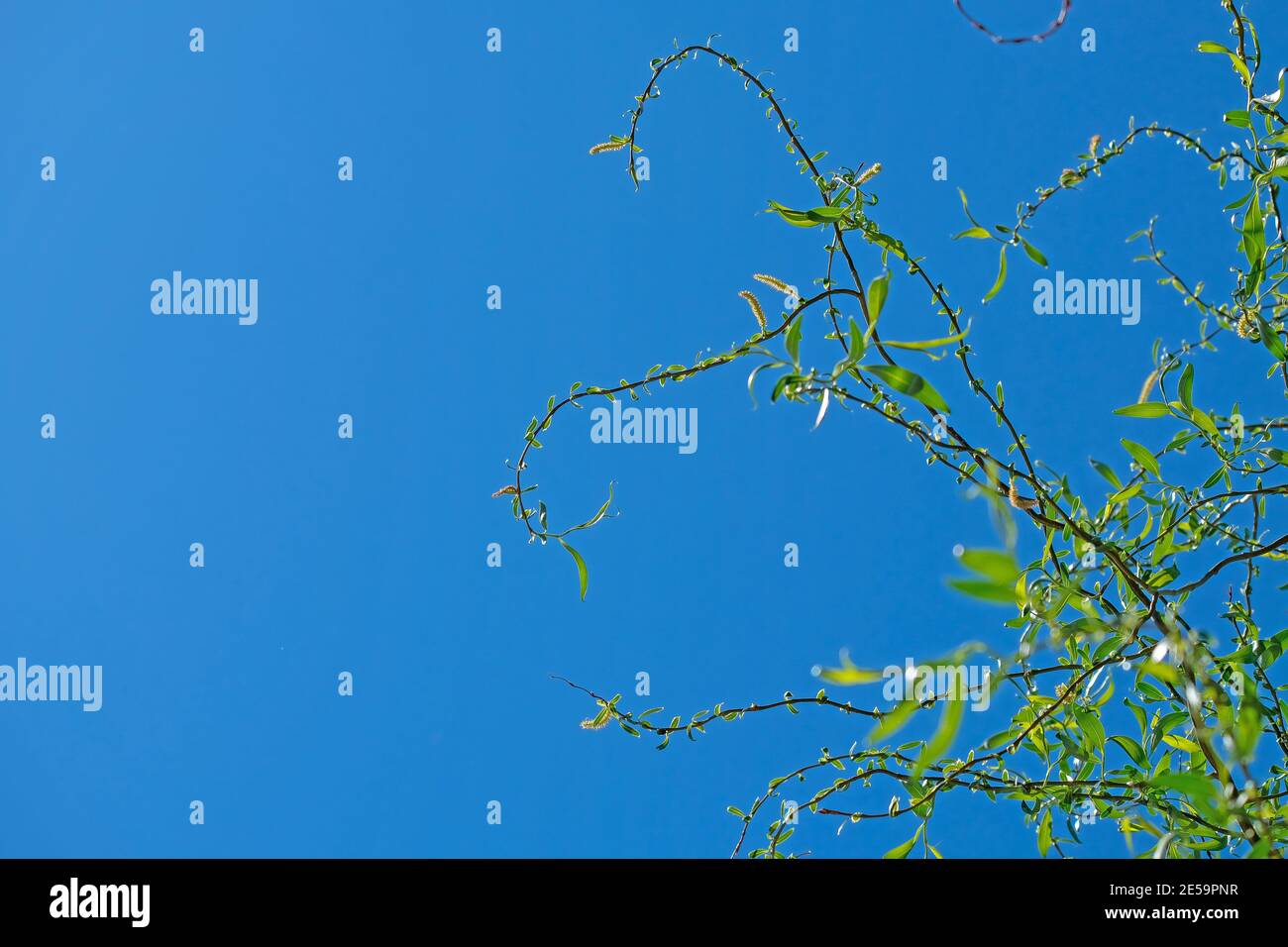 Willow Tree Closeup Branches Leaves High Resolution Stock Photography ...